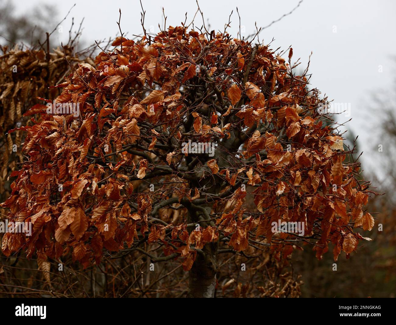 Beech hedge planting hi-res stock photography and images - Alamy