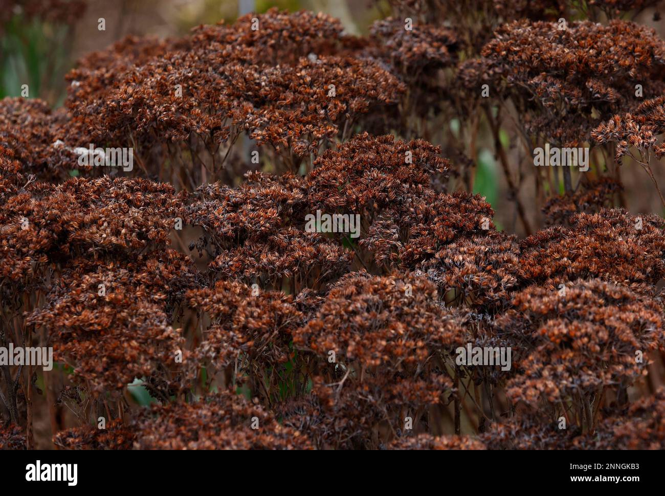 Dead flower seeds heads of the perennial garden plant Hylotelephium ...