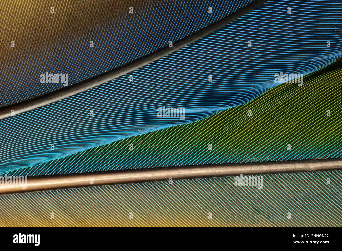 Parrot feathers in blue, turquoise, and green colors. France Stock ...