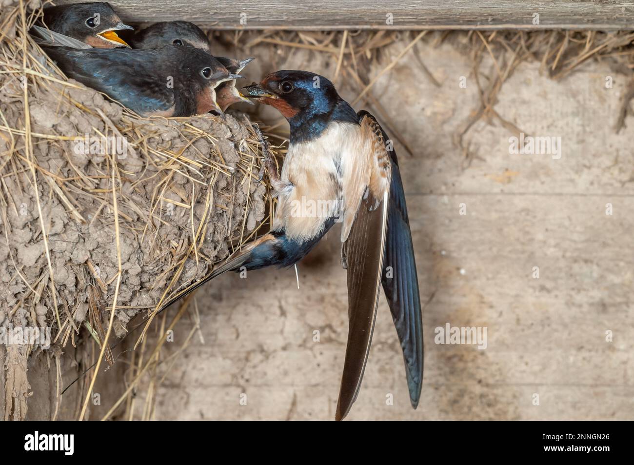 Barn swallow (Hirundo rustica) feeding its chicks at the nest on the ...
