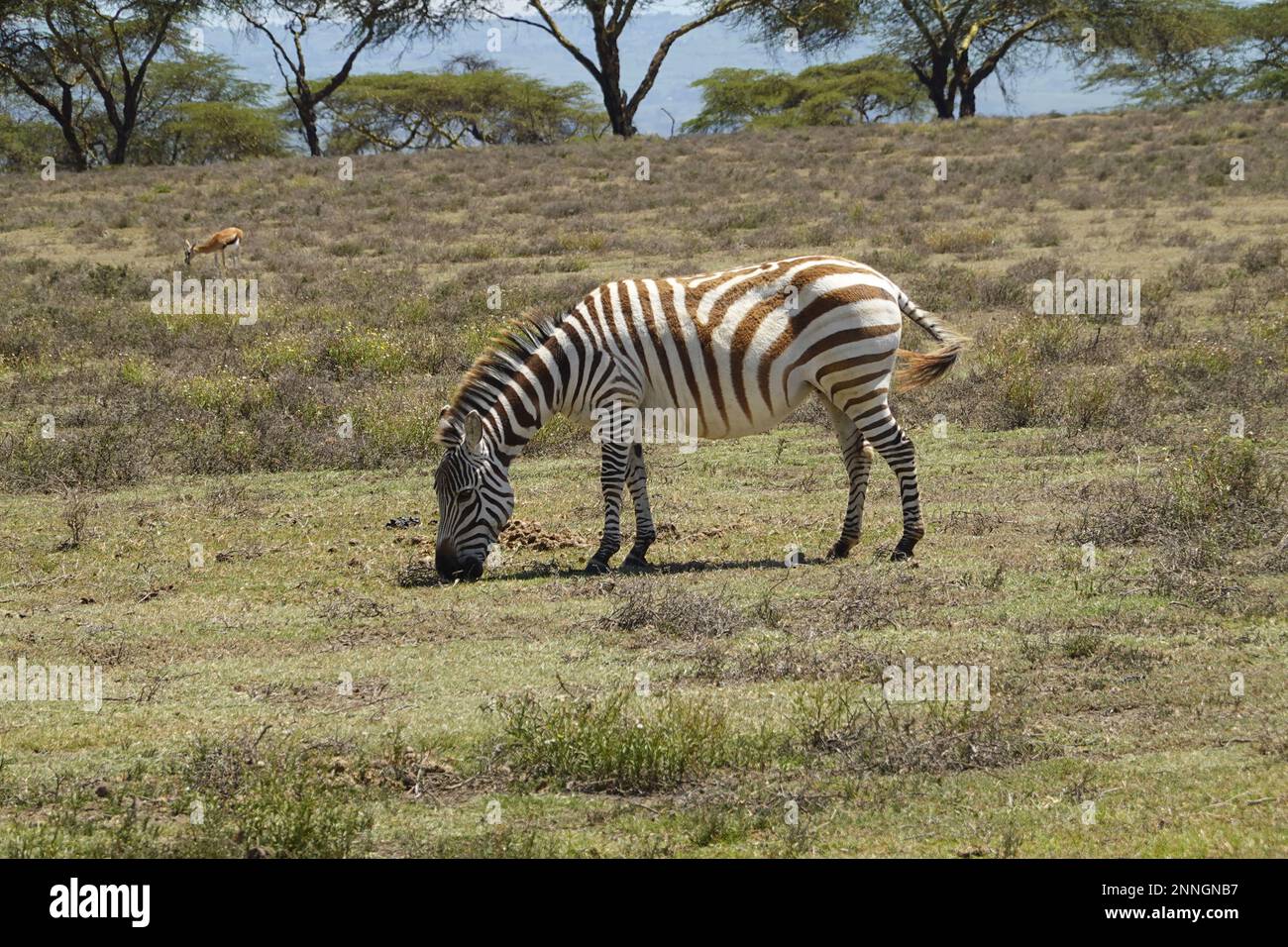 Zebra on Crescent Island in Lake Naivasha, Kenya Stock Photo - Alamy