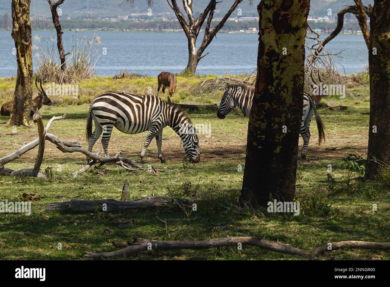 Zebra on Crescent Island in Lake Naivasha, Kenya Stock Photo - Alamy