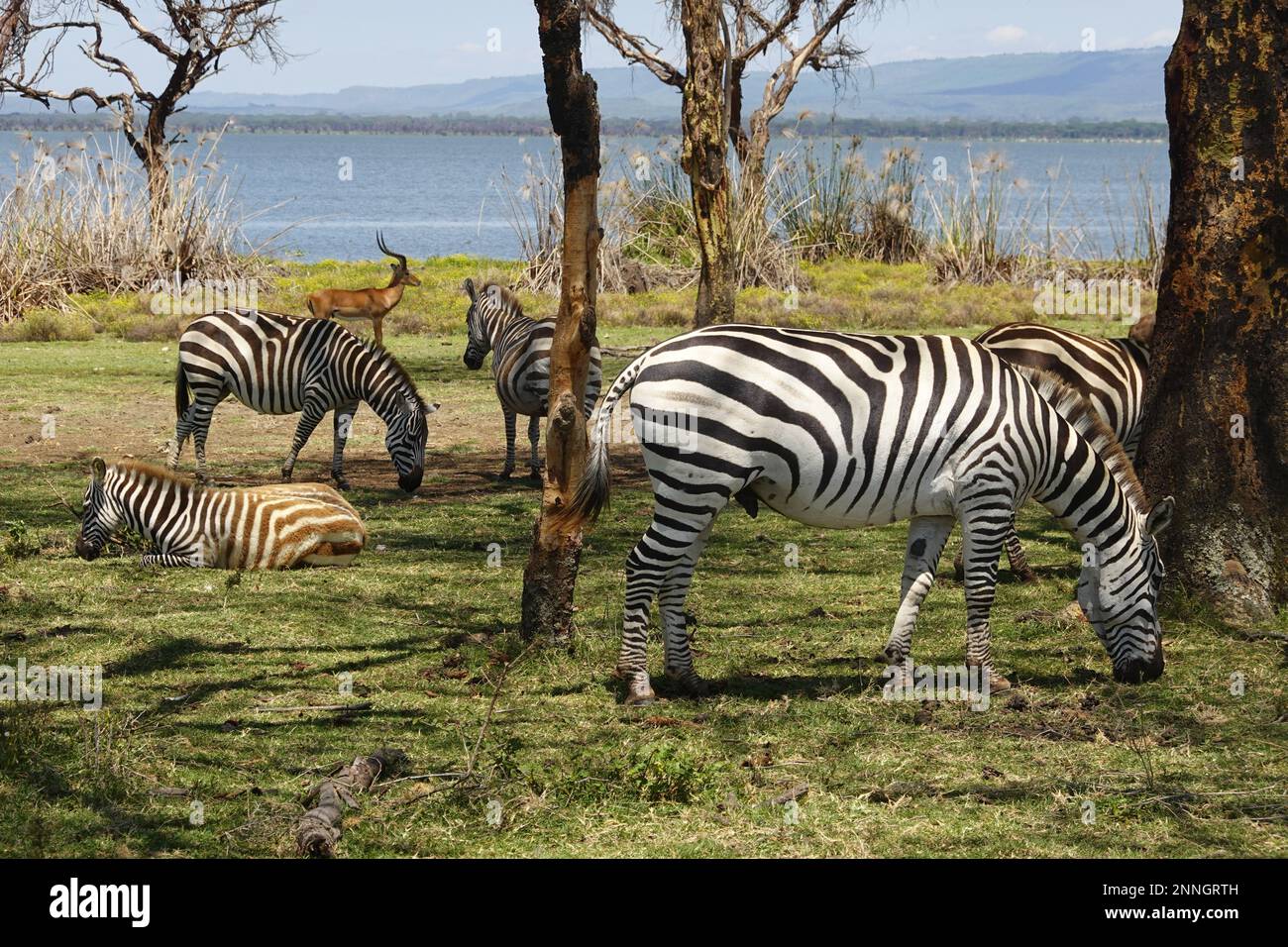 Zebra on Crescent Island in Lake Naivasha, Kenya Stock Photo - Alamy