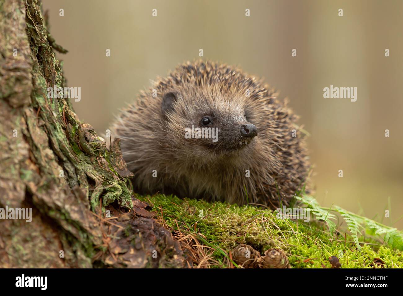 Hedgehog, Scientific name: Erinaceus Europaeus. Close up of a wild ...