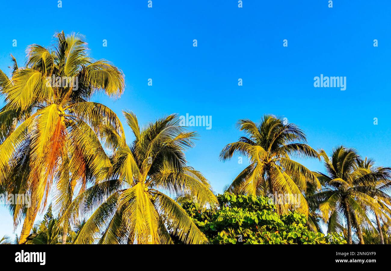 Tropical natural mexican palms palm tree coconut trees with coconuts ...