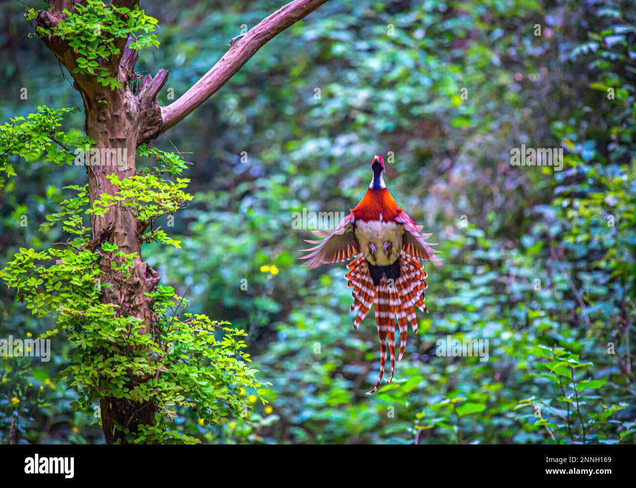 A male Elliot's pheasant, aka bar-backed pheasant, flies between trees ...