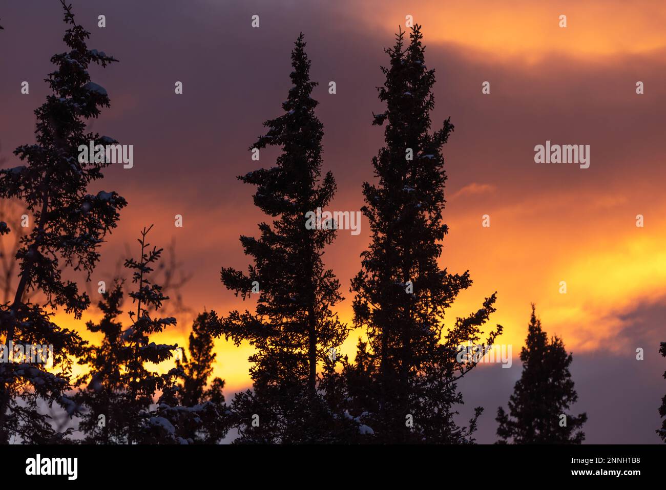 Fire skies with sun setting behind boreal forest spruce trees in northern Canada near the arctic ...