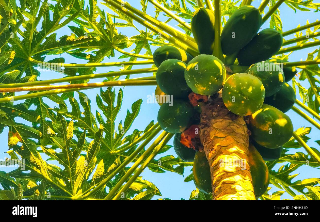 Beautiful papaya tree in tropical nature in Zicatela Puerto Escondido ...