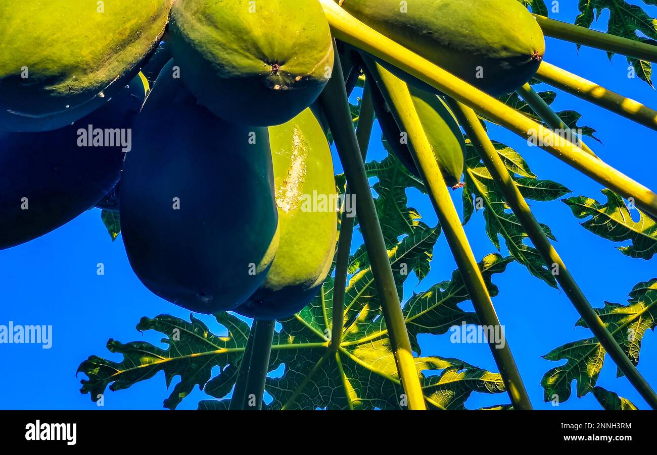 Beautiful papaya tree in tropical nature in Zicatela Puerto Escondido ...