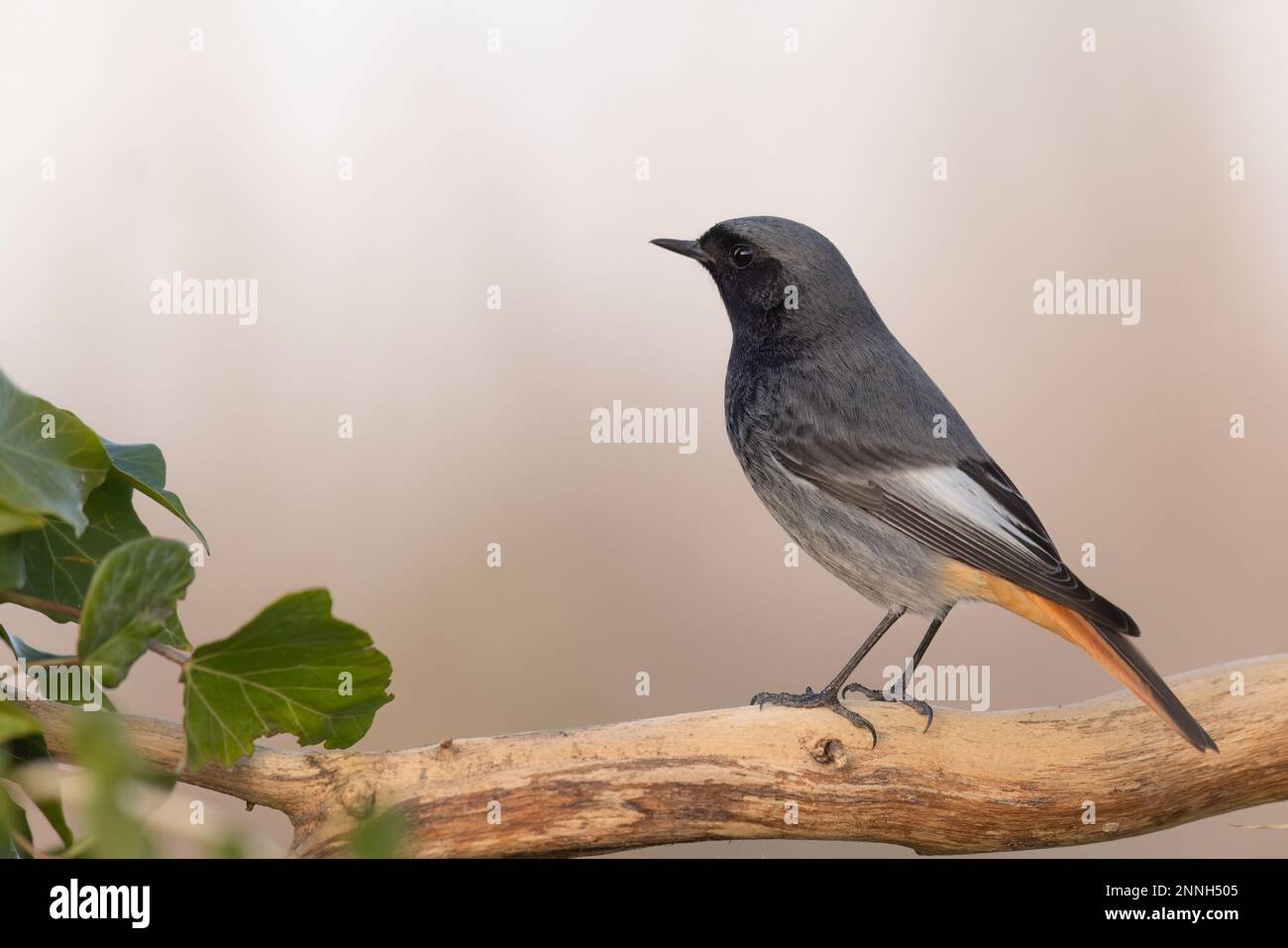 The black redstart male (Phoenicurus ochruros) small passerine bird ...
