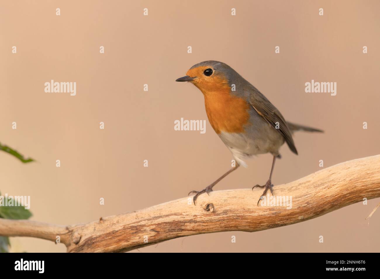 Colorful bird: the European Robin (Erithacus rubecula Stock Photo - Alamy