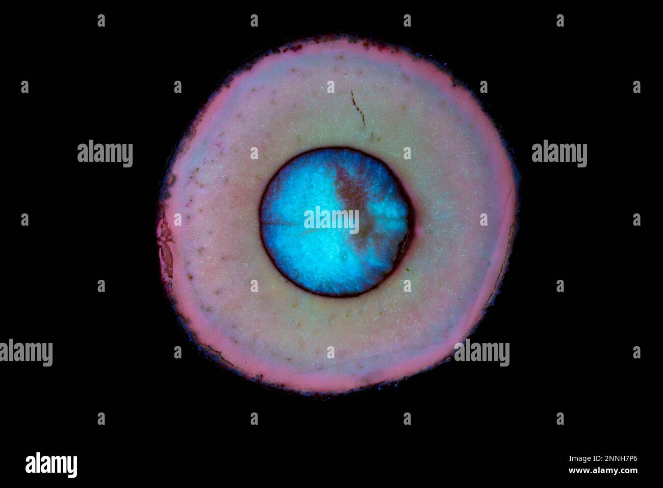 A cross section of Avocado looks like a bizarre blue eye or something ...