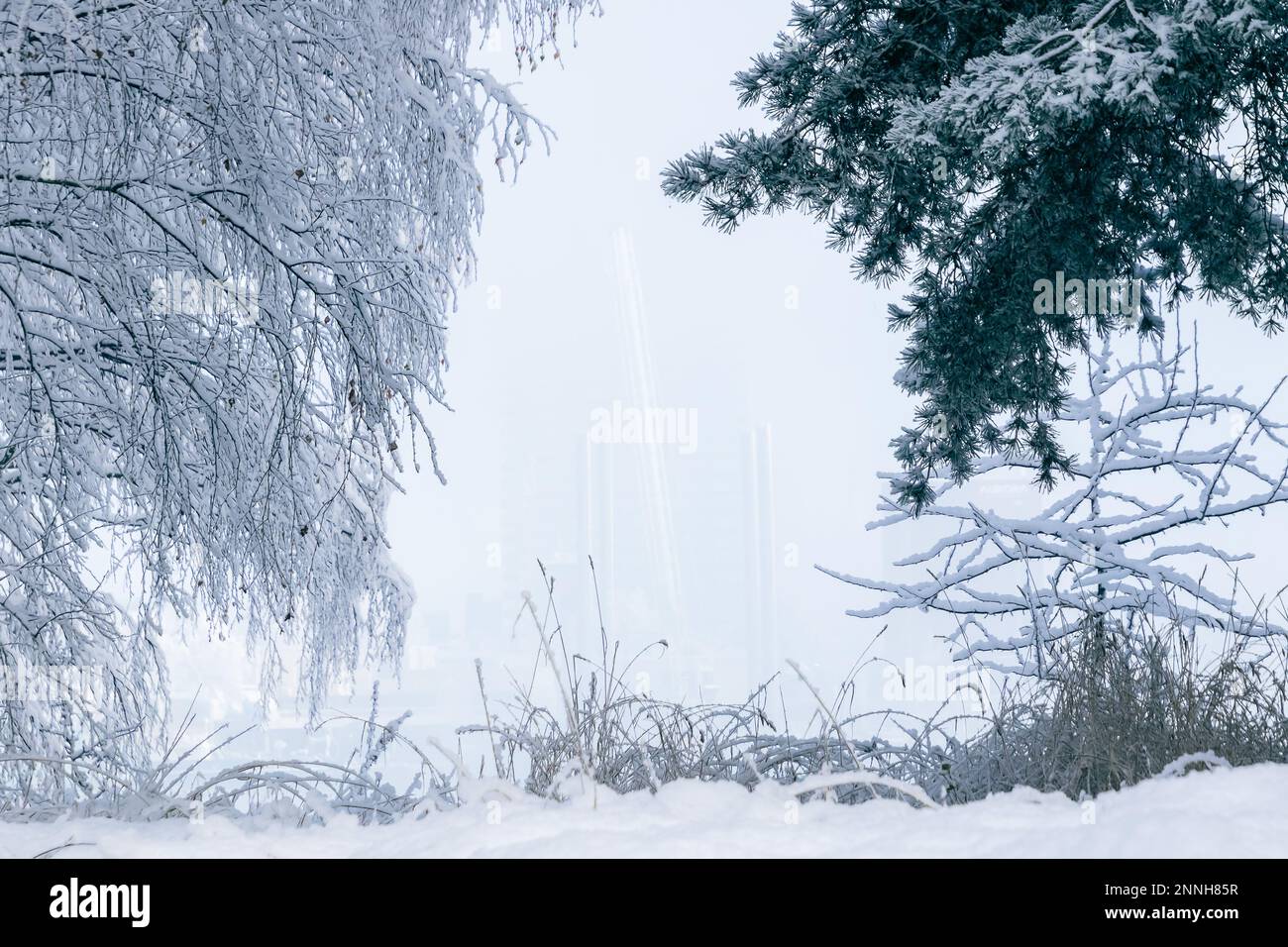 A winter fairytale with tall evergreen snow-capped trees in the forest ...