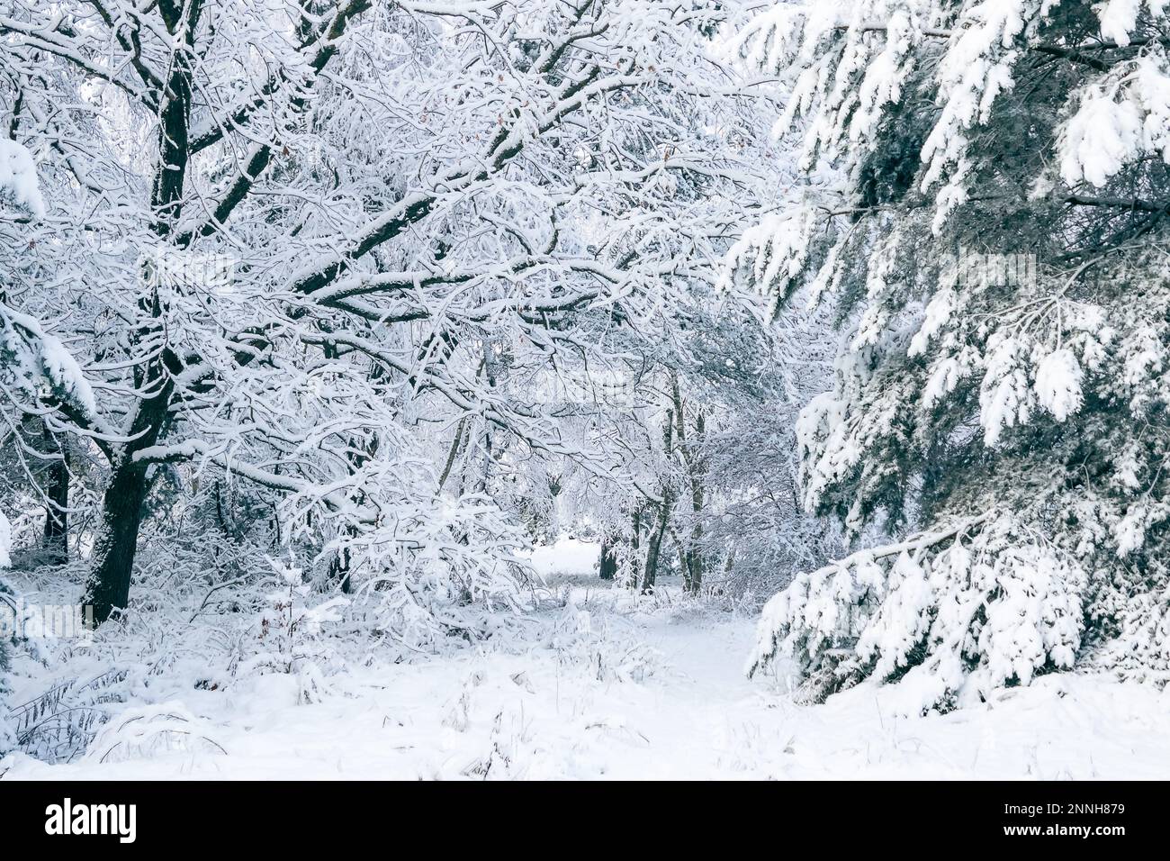 A winter fairytale with tall evergreen snow-capped trees in the forest ...