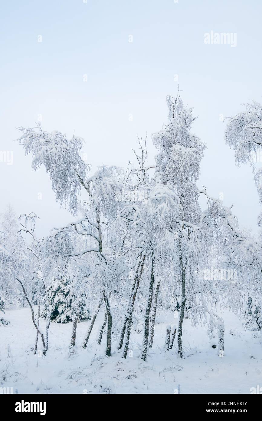 A winter fairytale with tall evergreen snow-capped trees in the forest ...