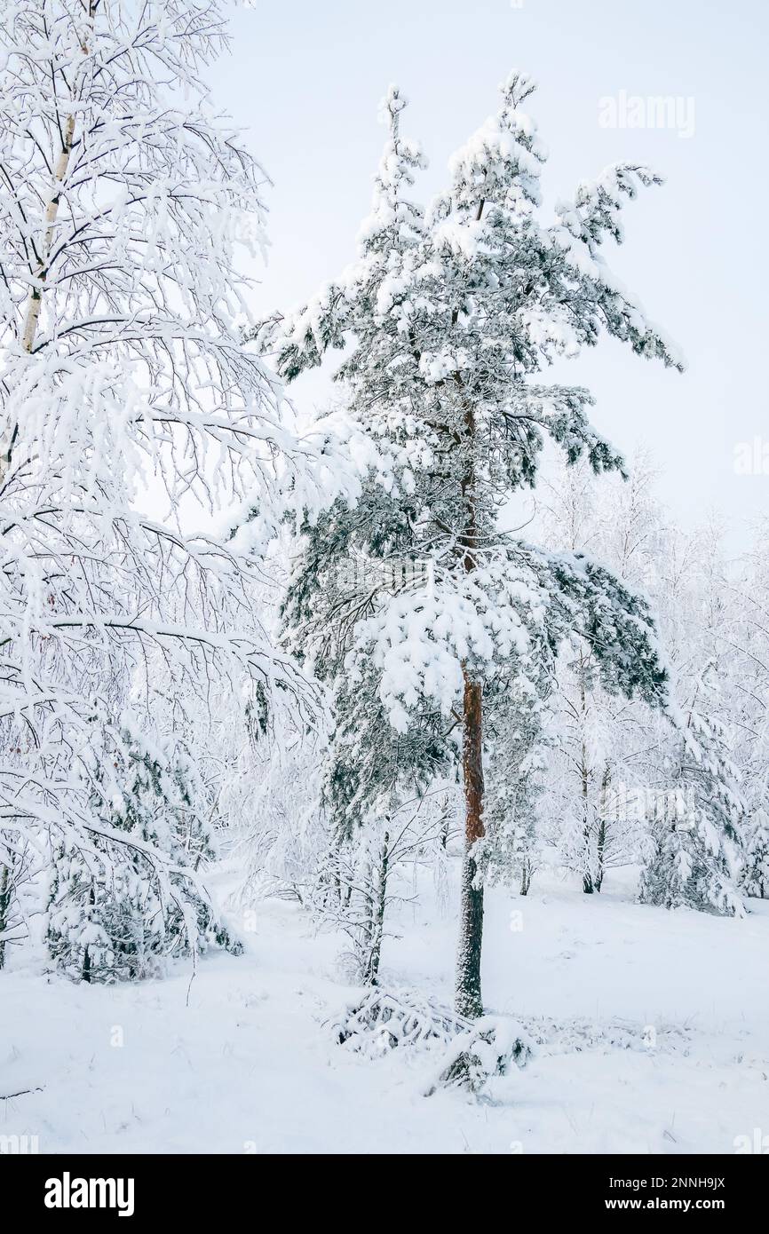 A winter fairytale with tall evergreen snow-capped trees in the forest ...