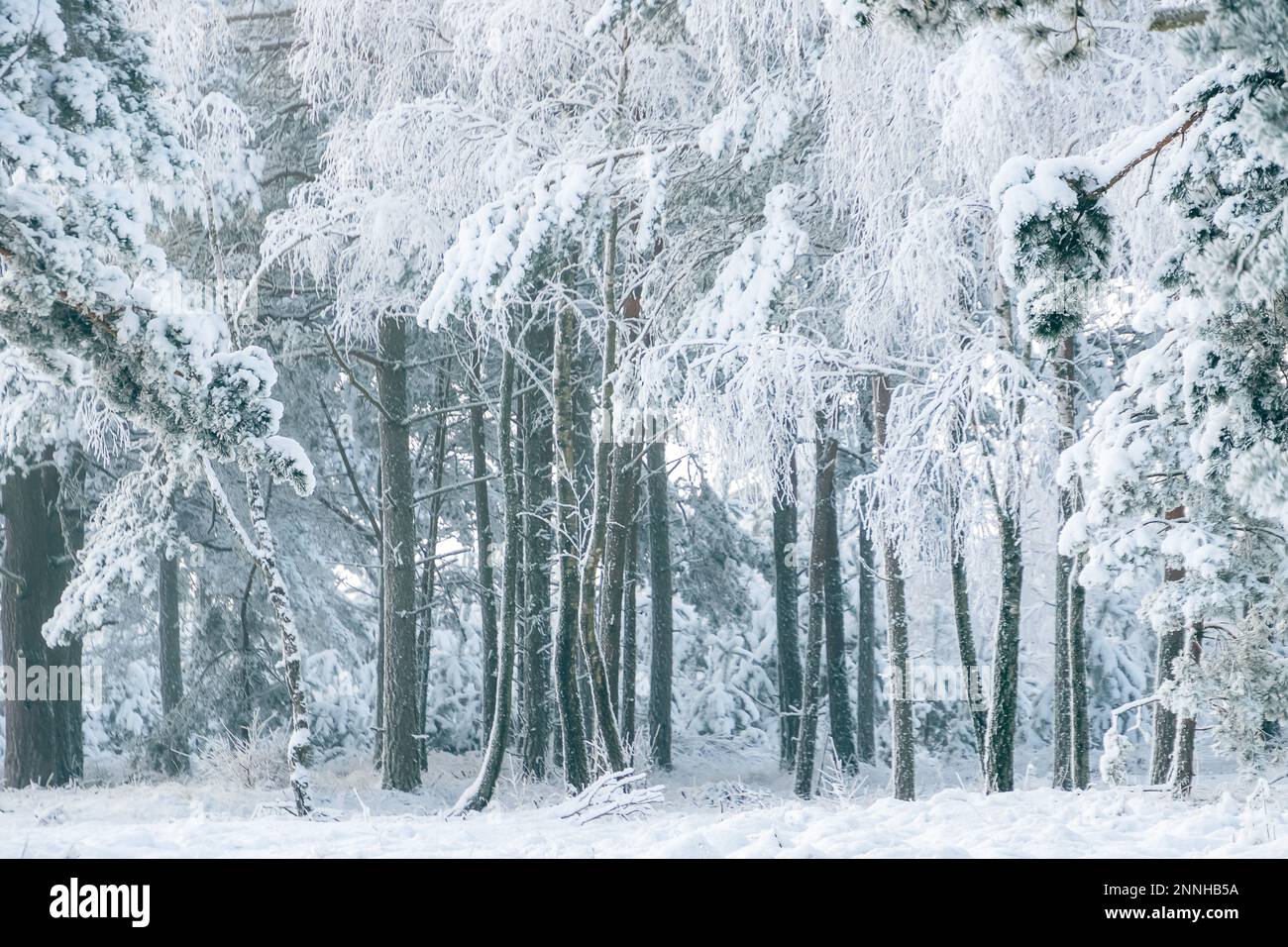A winter fairytale with tall evergreen snow-capped trees in the forest ...