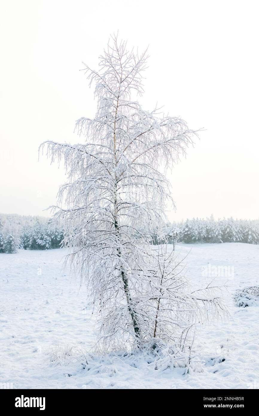 A winter fairytale with tall evergreen snow-capped trees in the forest ...