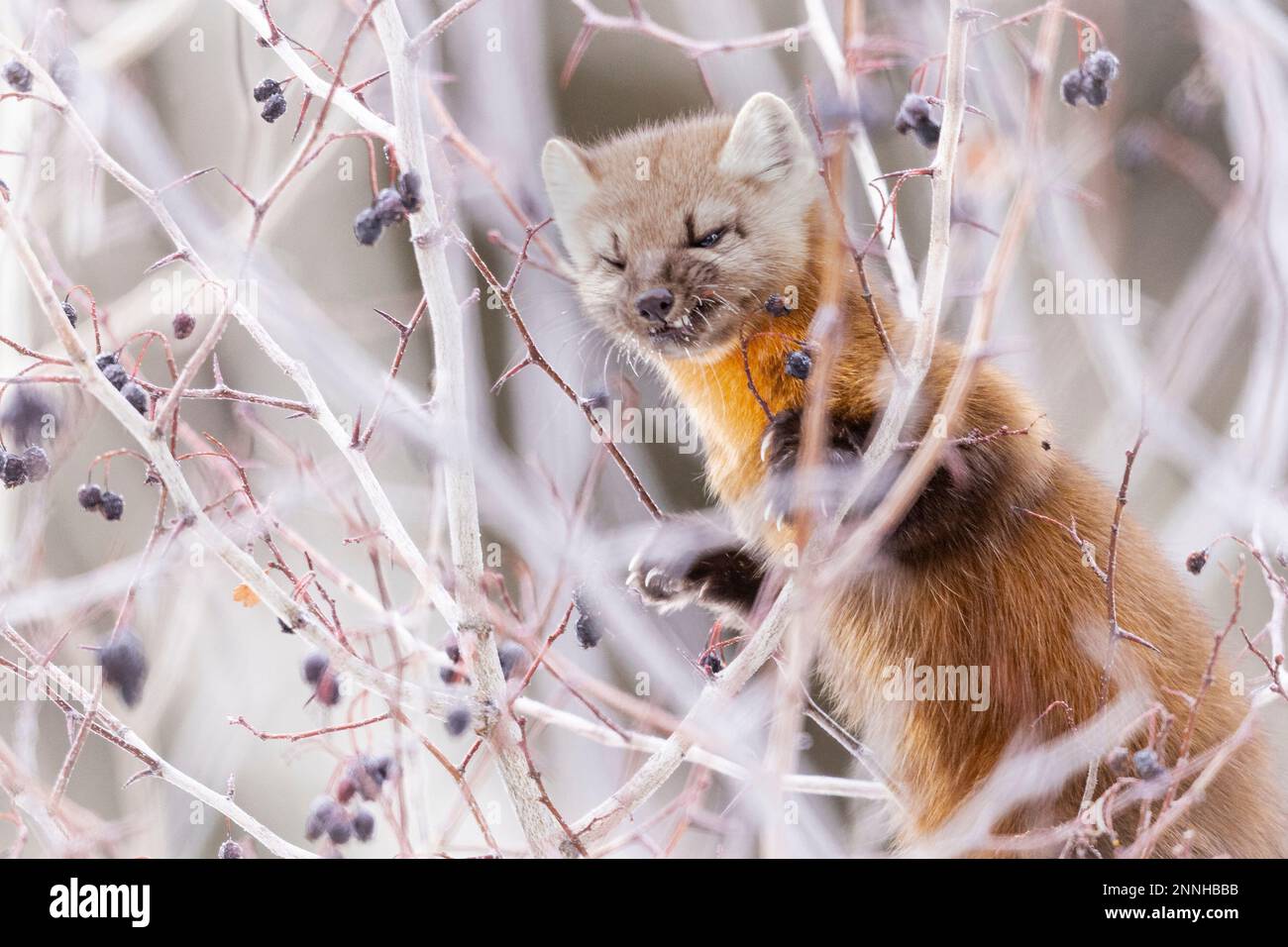 American Marten eating berries in a tree Stock Photo - Alamy