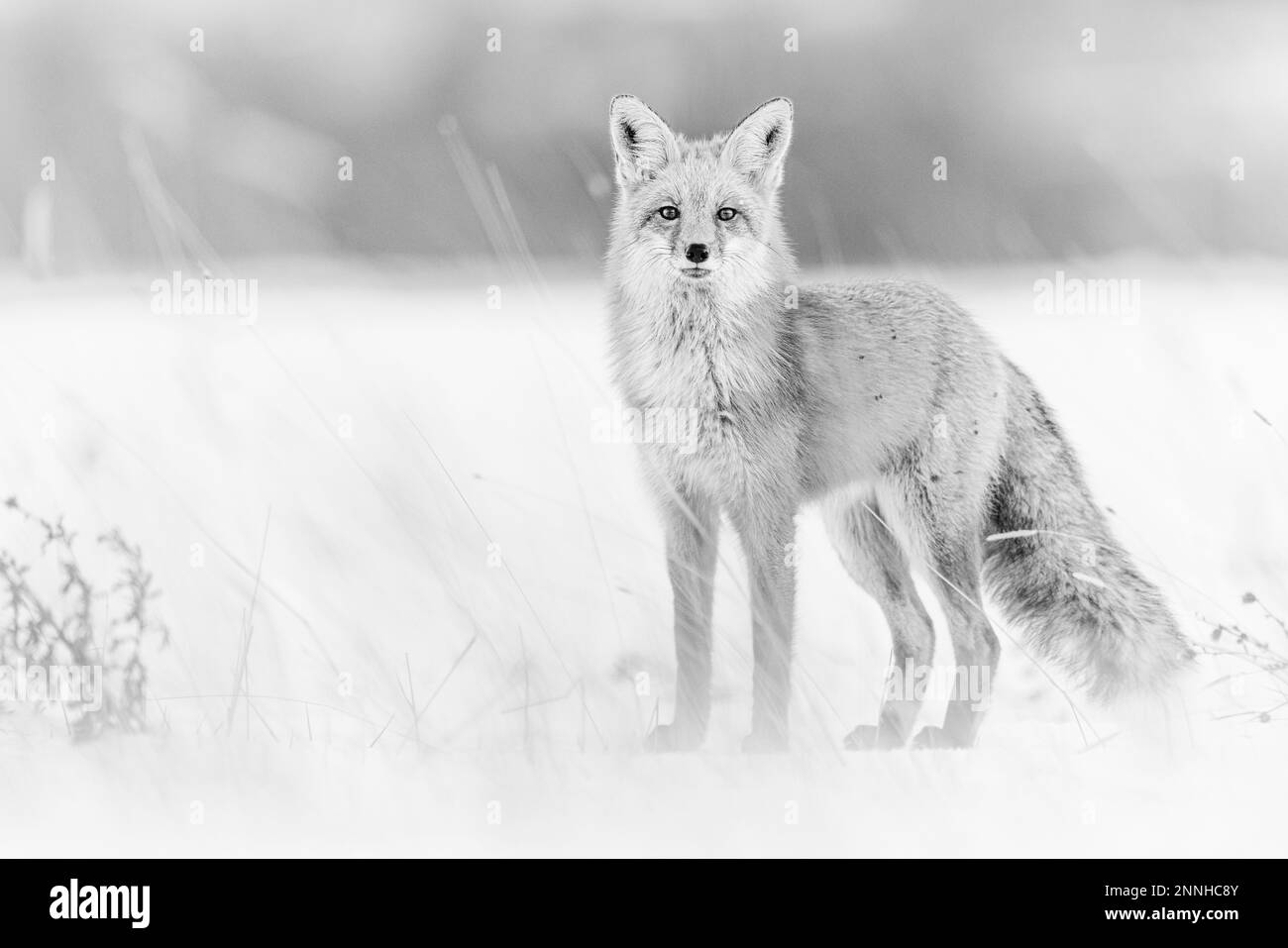 Red fox in landscape Black and White Stock Photos & Images - Alamy