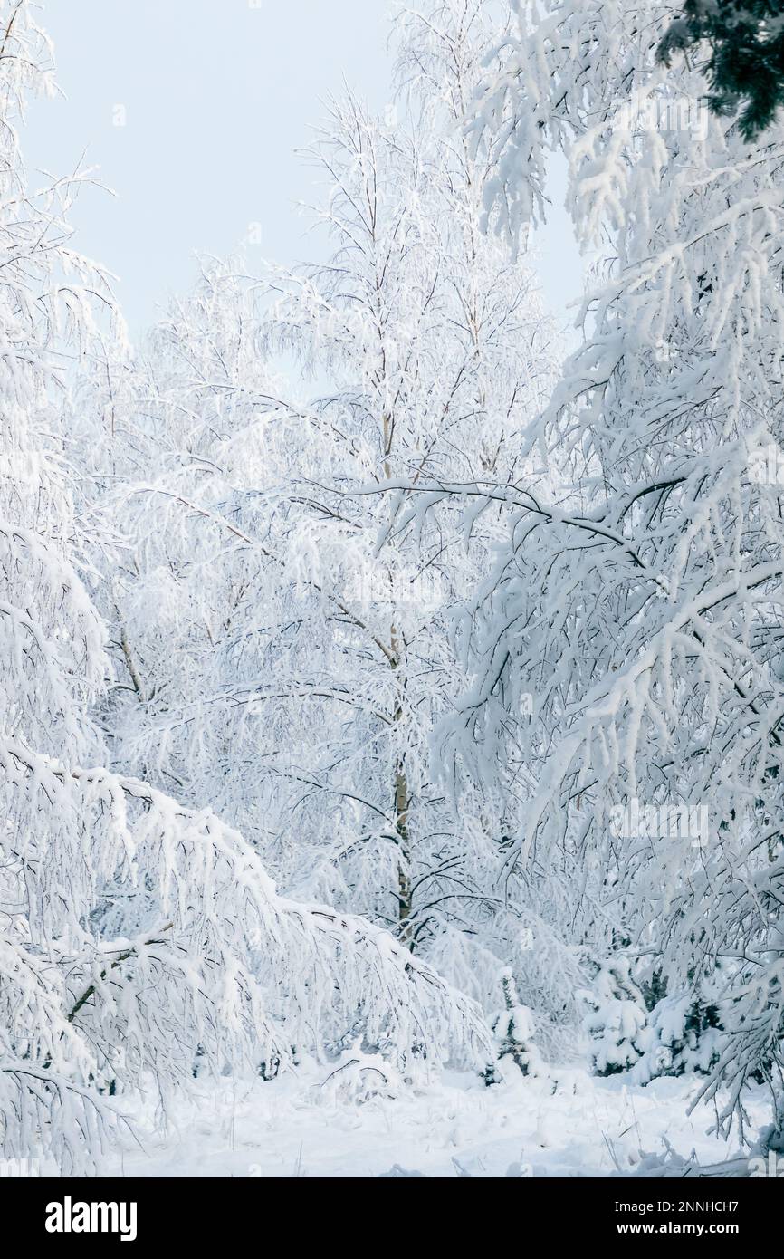 A winter fairytale with tall evergreen snow-capped trees in the forest ...