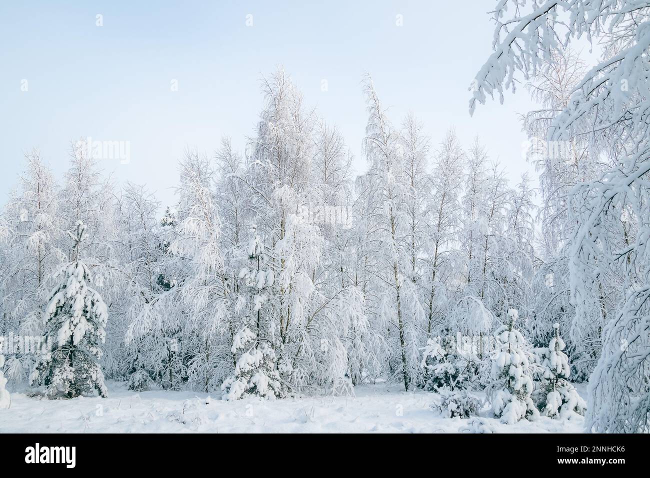An idyllic winter scene featuring a snowy forest set against a white ...