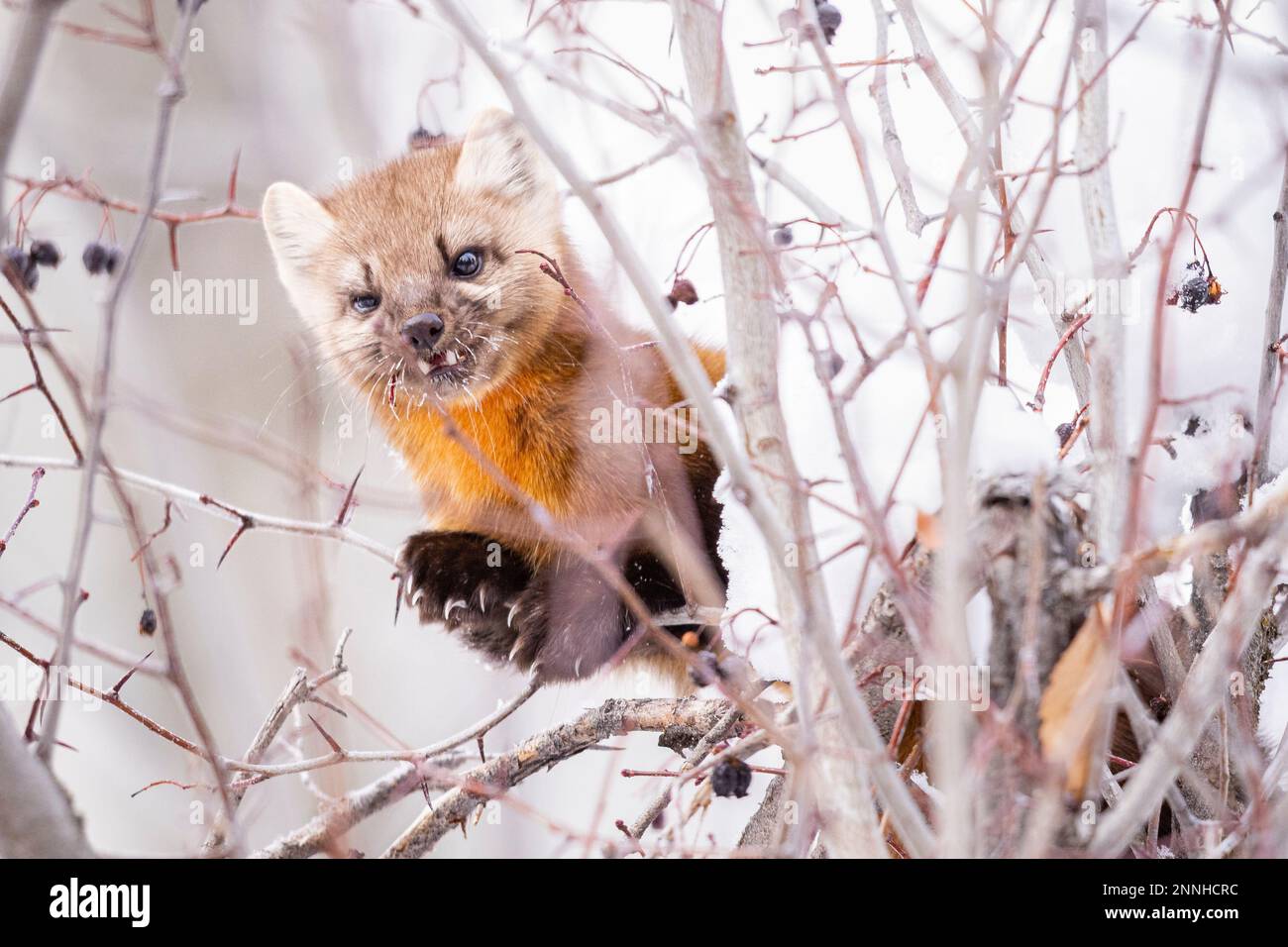 American Marten eating berries in a tree Stock Photo - Alamy