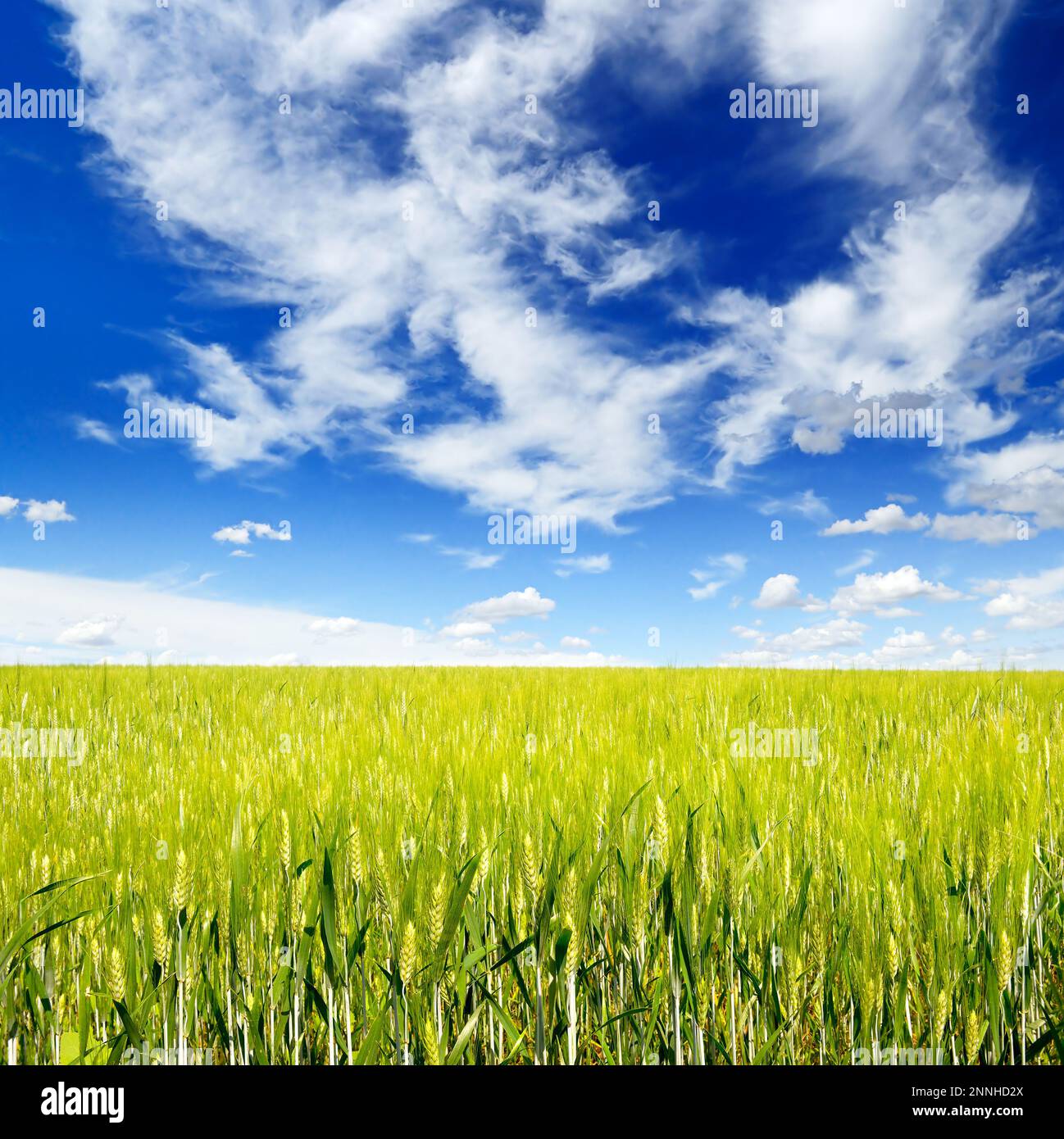 Summer autumn fall wheatfield hi-res stock photography and images - Alamy