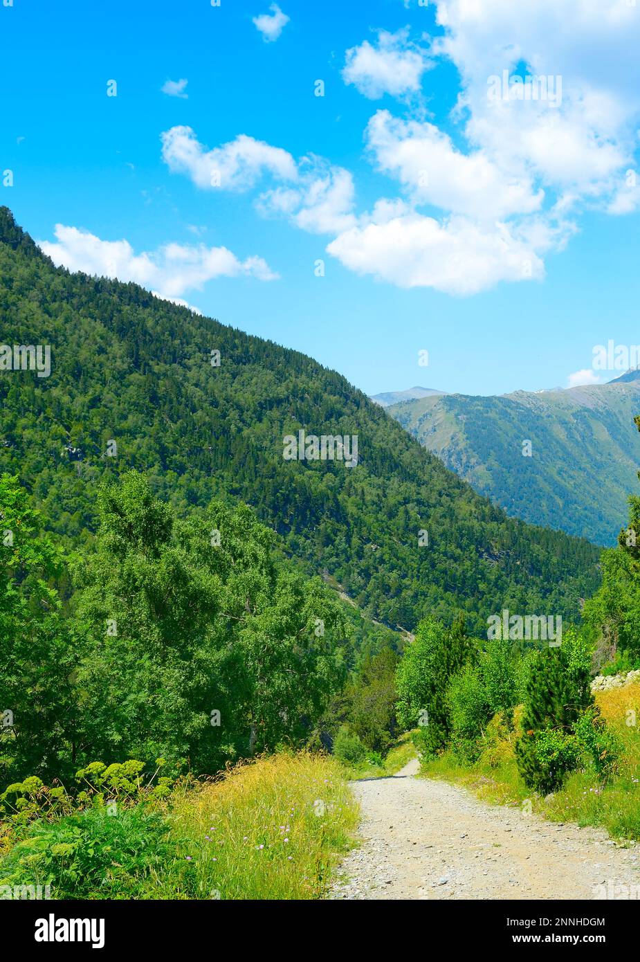 Rocky path in the mountains covered with forest and bright sky Stock ...
