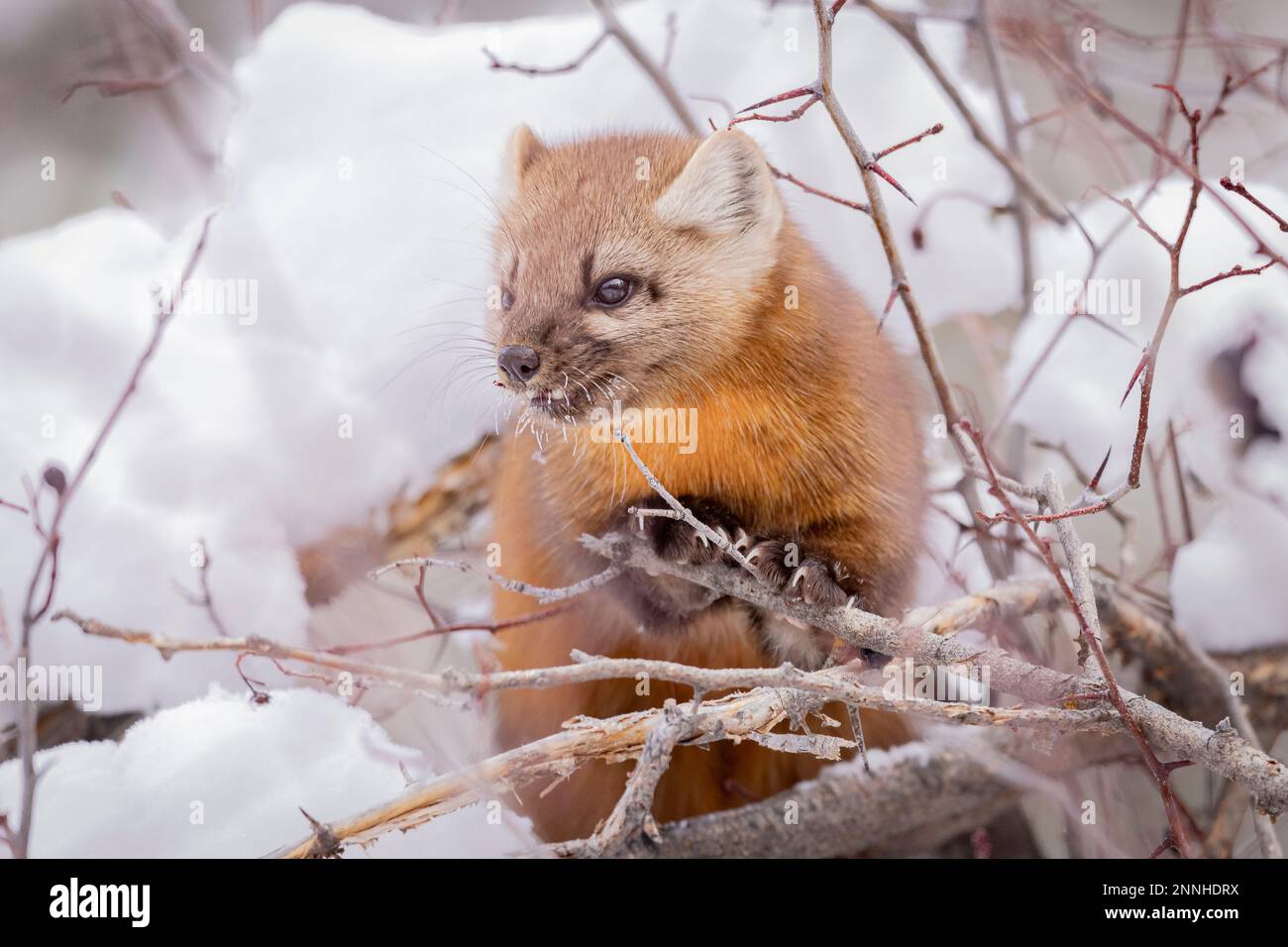 American Marten eating berries in a tree Stock Photo - Alamy