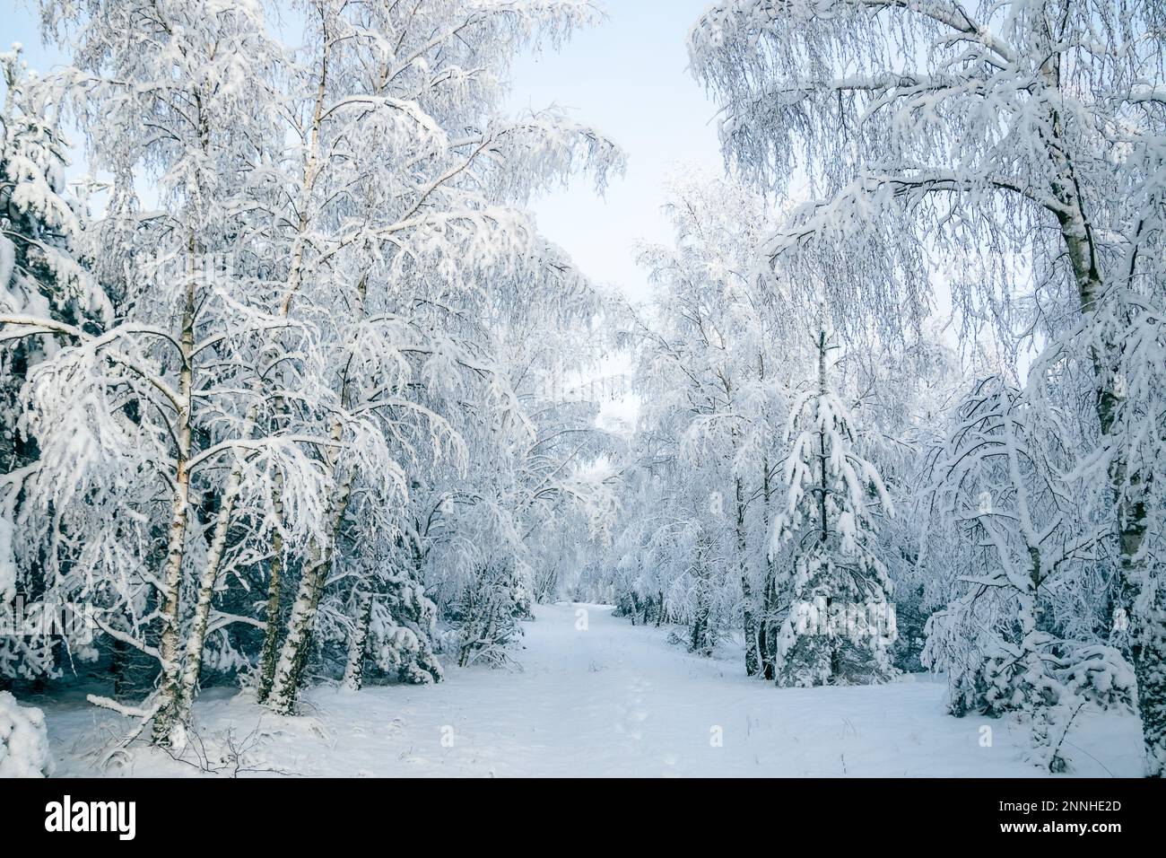 A winter fairytale with tall evergreen snow-capped trees in the forest ...