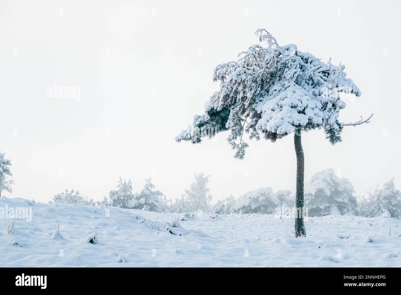 A winter fairytale with tall evergreen snow-capped trees in the forest ...