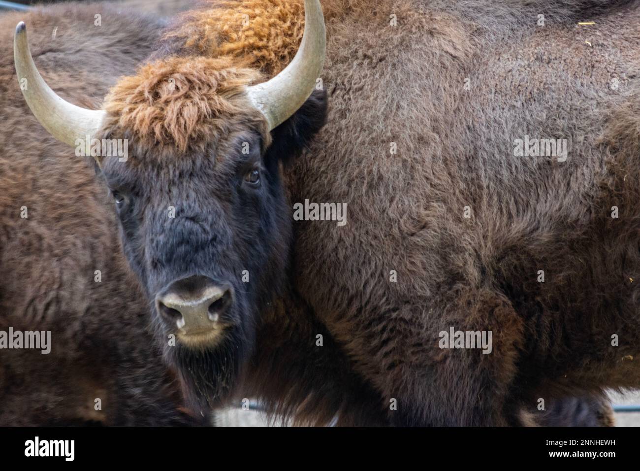 European bisons hi-res stock photography and images - Alamy