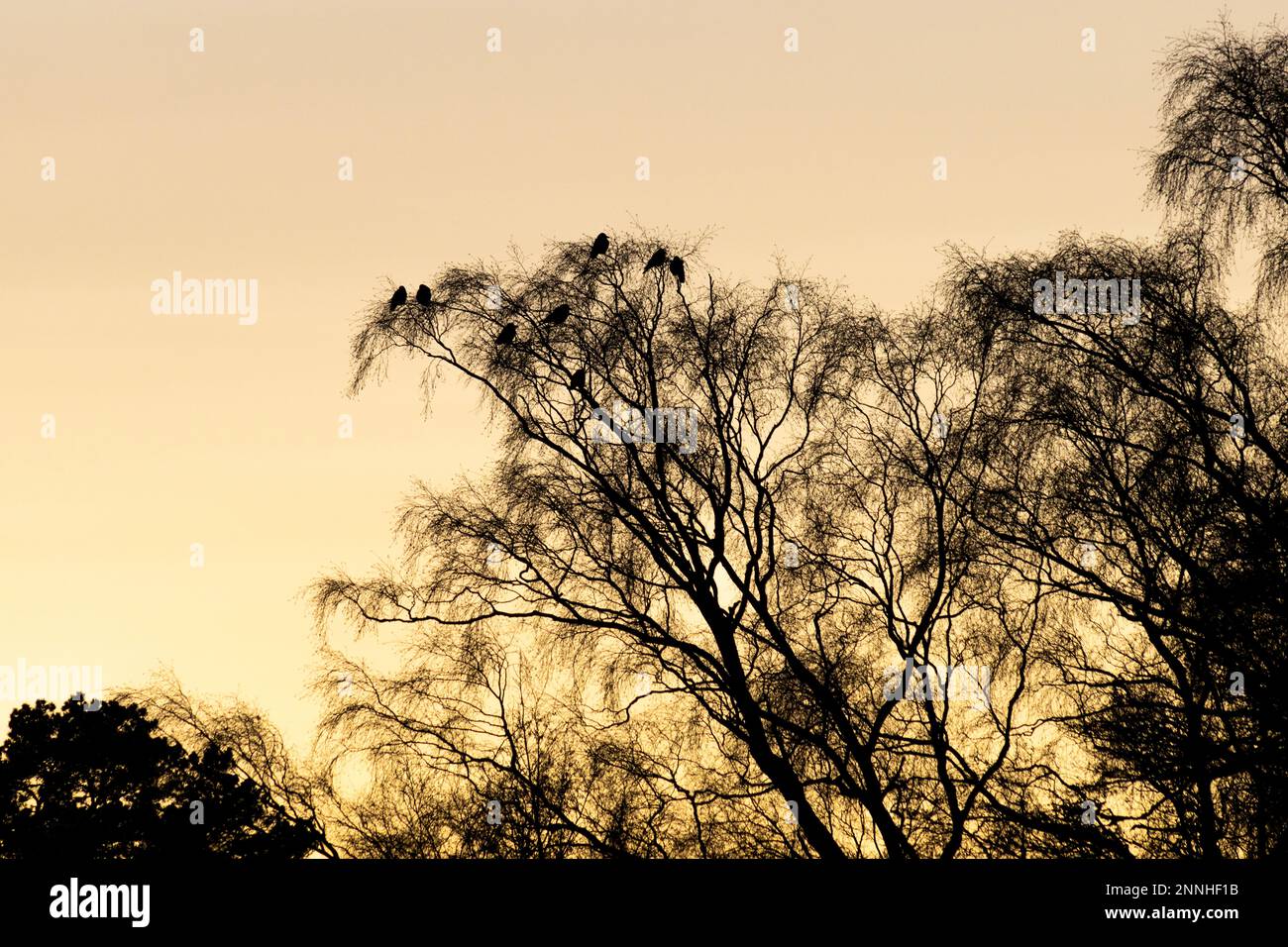 Backlit tree silhouettes with crows in the tree Stock Photo - Alamy
