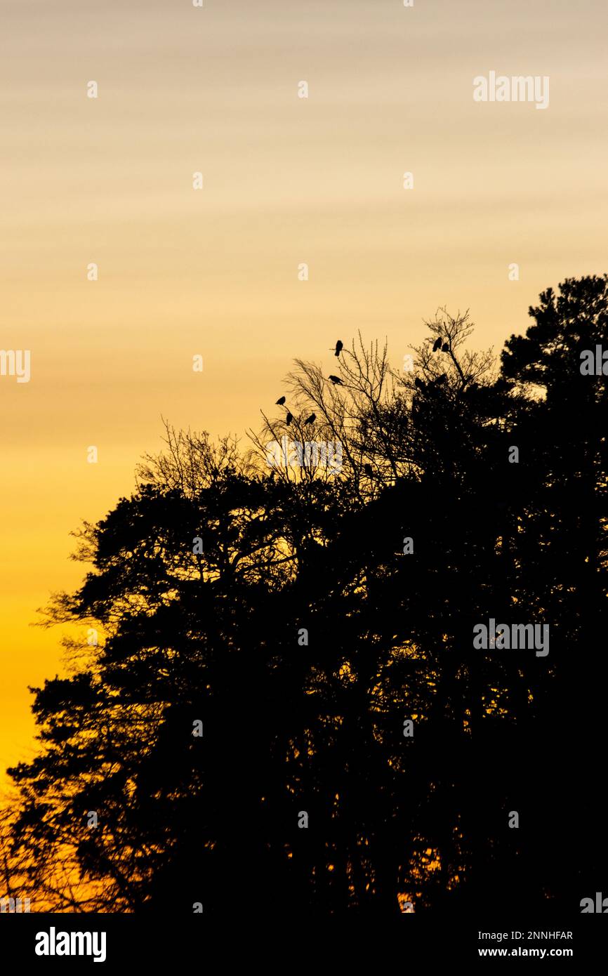 Backlit tree silhouettes with crows in the tree Stock Photo - Alamy