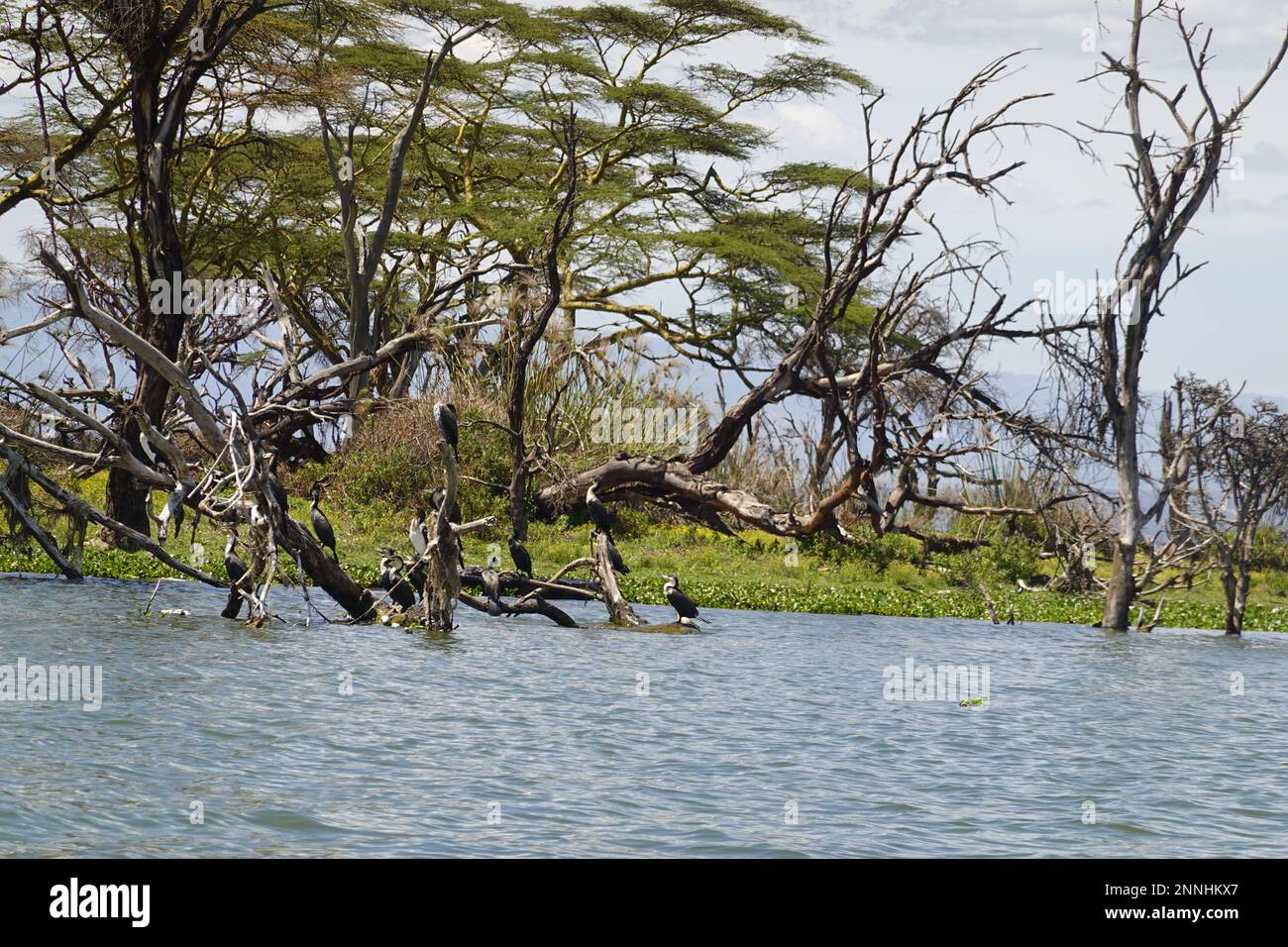 Boat view of Crescent Island on Lake Naivasha, Kenya Stock Photo - Alamy