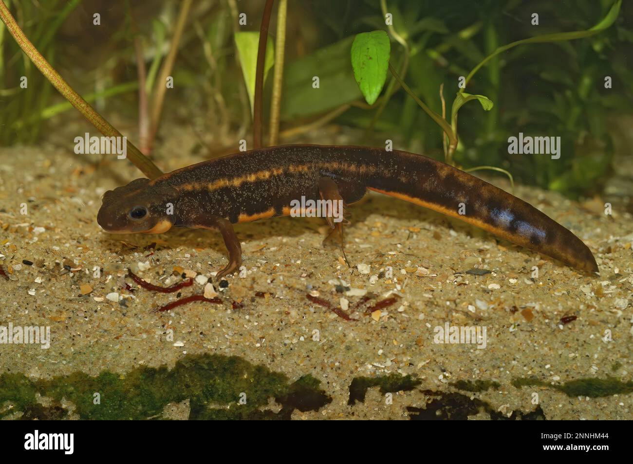 Detailed closeup on a male Japanese, subtropical endangered a Riu-Kiu ...