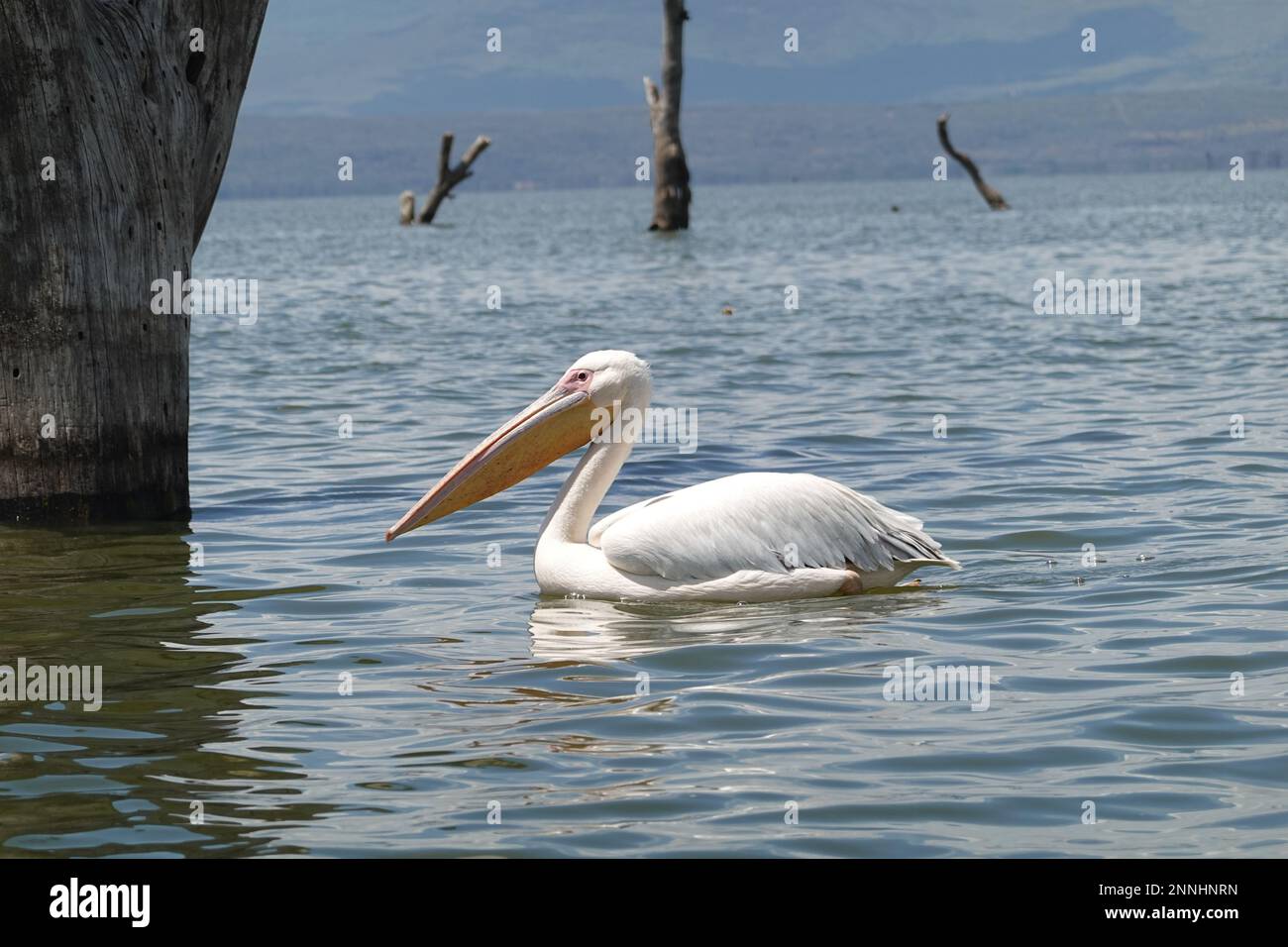 Pelican on Lake Naivasha in Kenya Stock Photo - Alamy