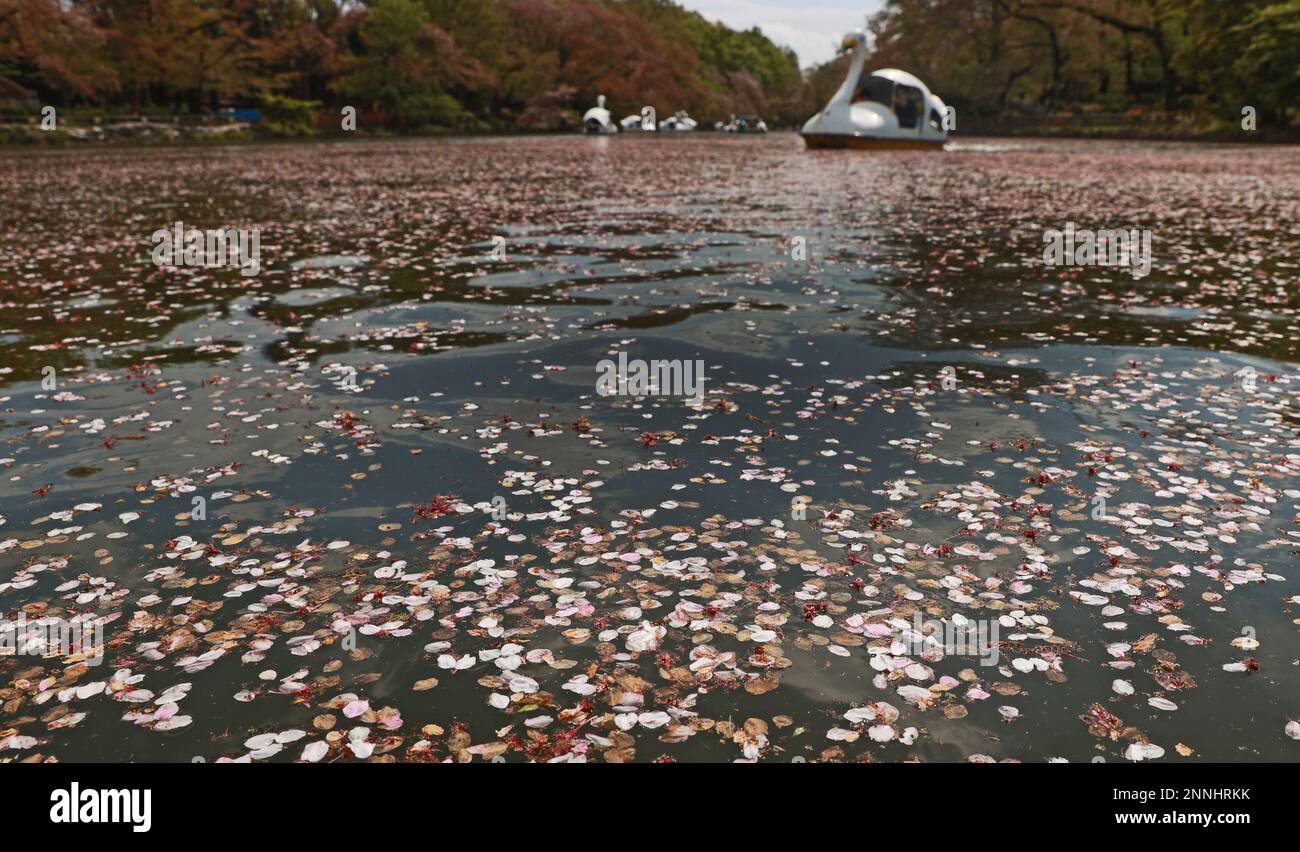 Dropped cherry blossom petals float on the surface of a pond at ...