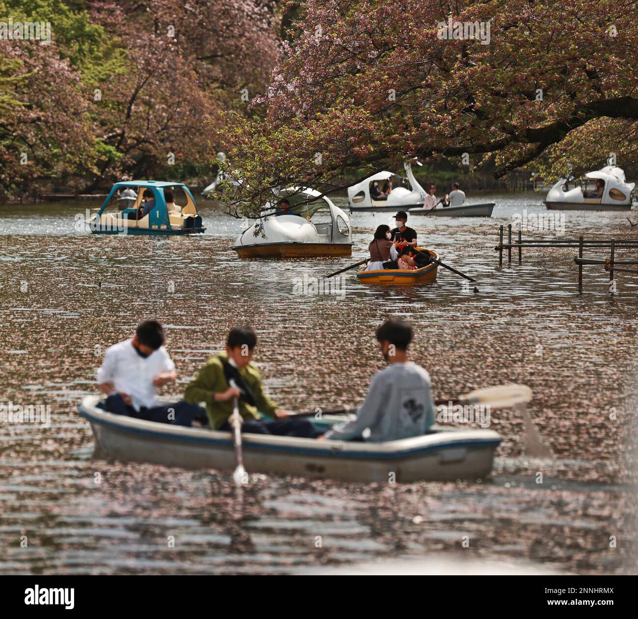 Dropped cherry blossom petals float on the surface of a pond at ...