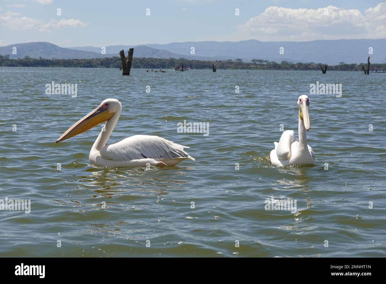 Pelican on Lake Naivasha in Kenya Stock Photo - Alamy