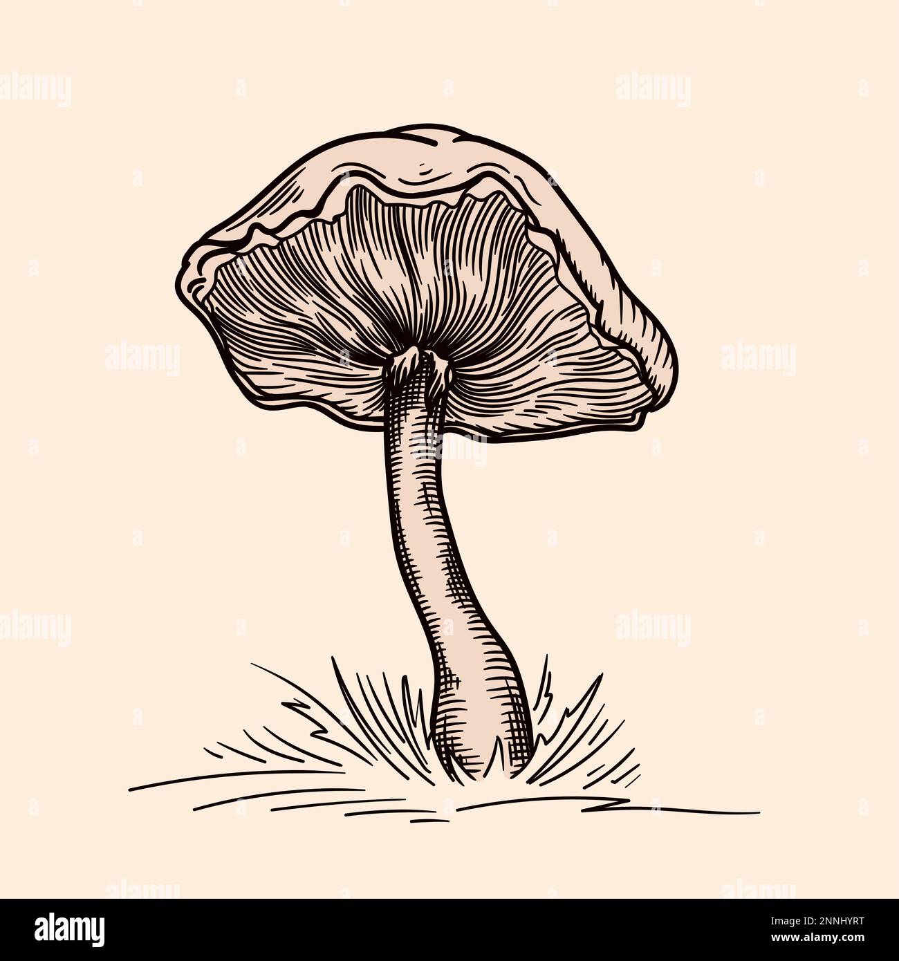 Boletus mushroom drawing wild Stock Vector Images - Alamy