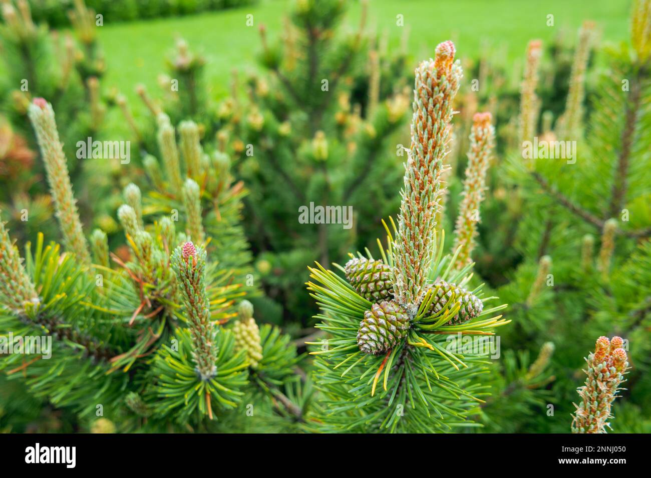 Blooming pine tree hi-res stock photography and images - Alamy
