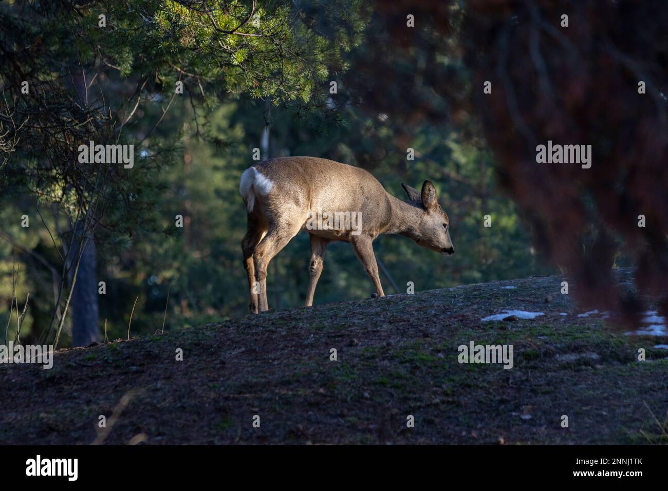 Deer fawn skull hi-res stock photography and images - Alamy