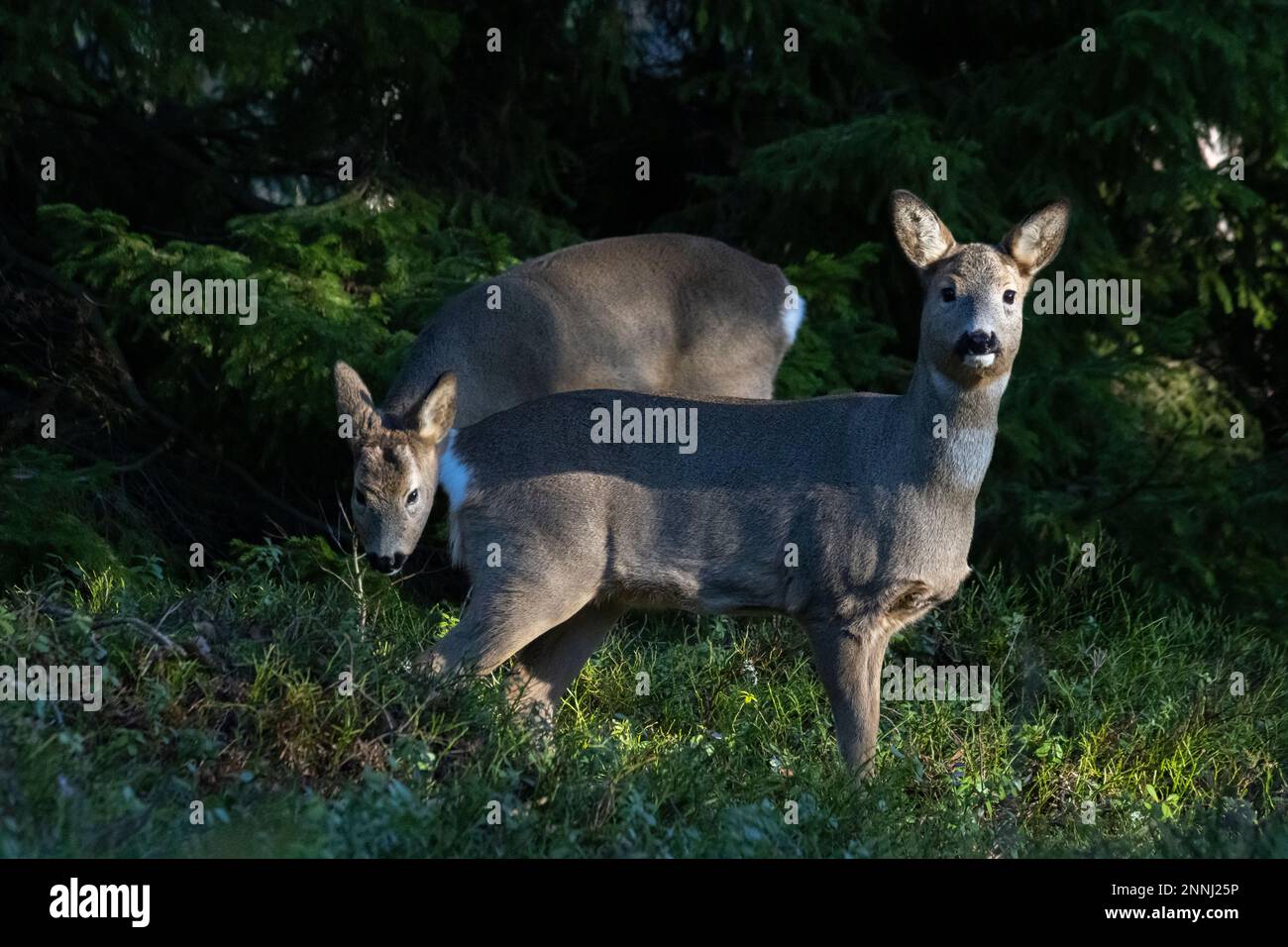 Roe deer forest hi-res stock photography and images - Alamy