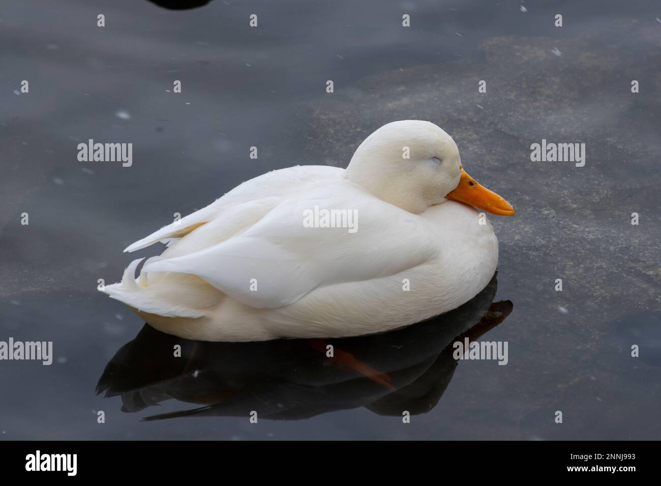 A white mallard swimming in a pond Stock Photo - Alamy