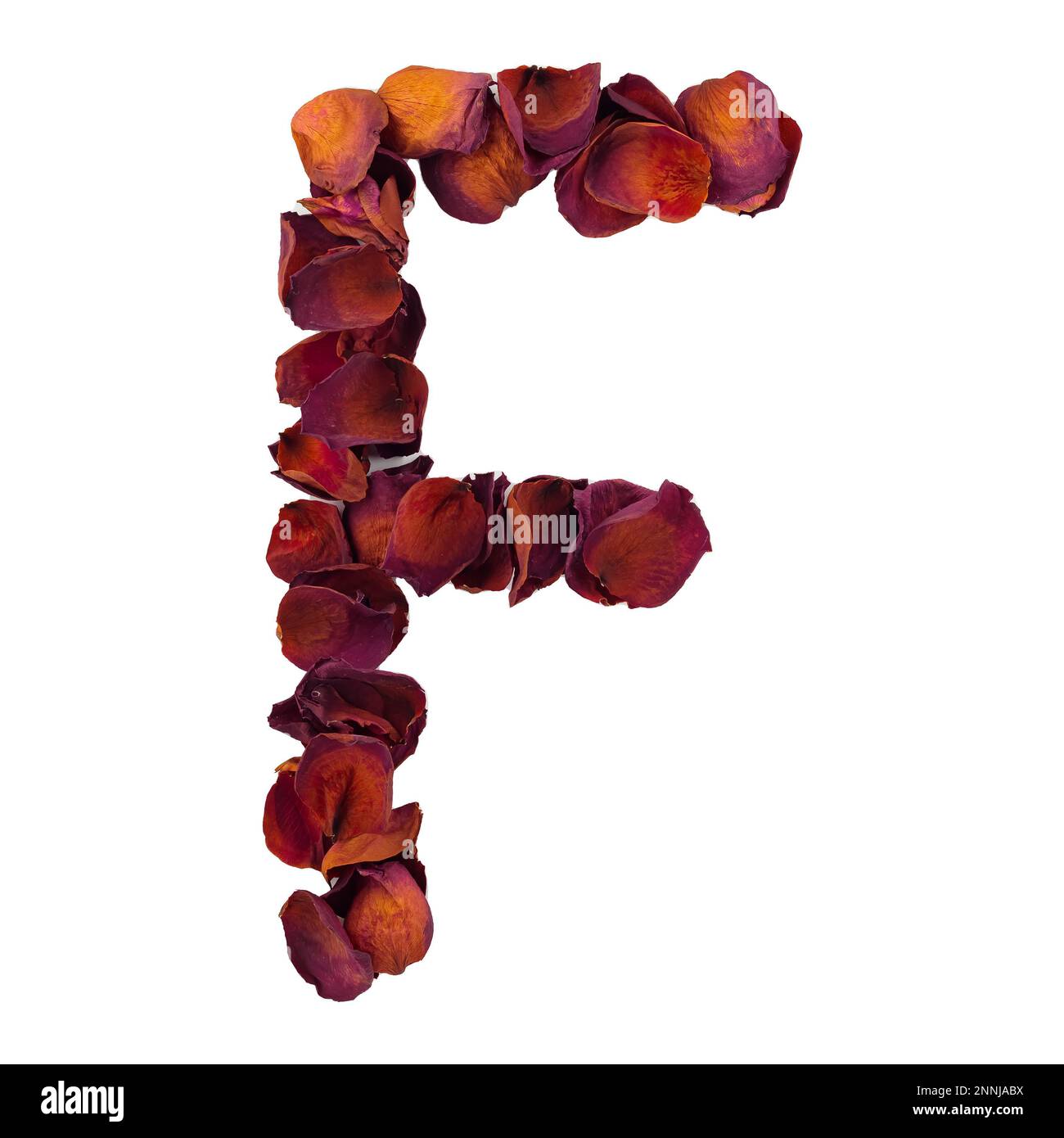Letter F from dry red rose petals, isolated on white background. Nature ...