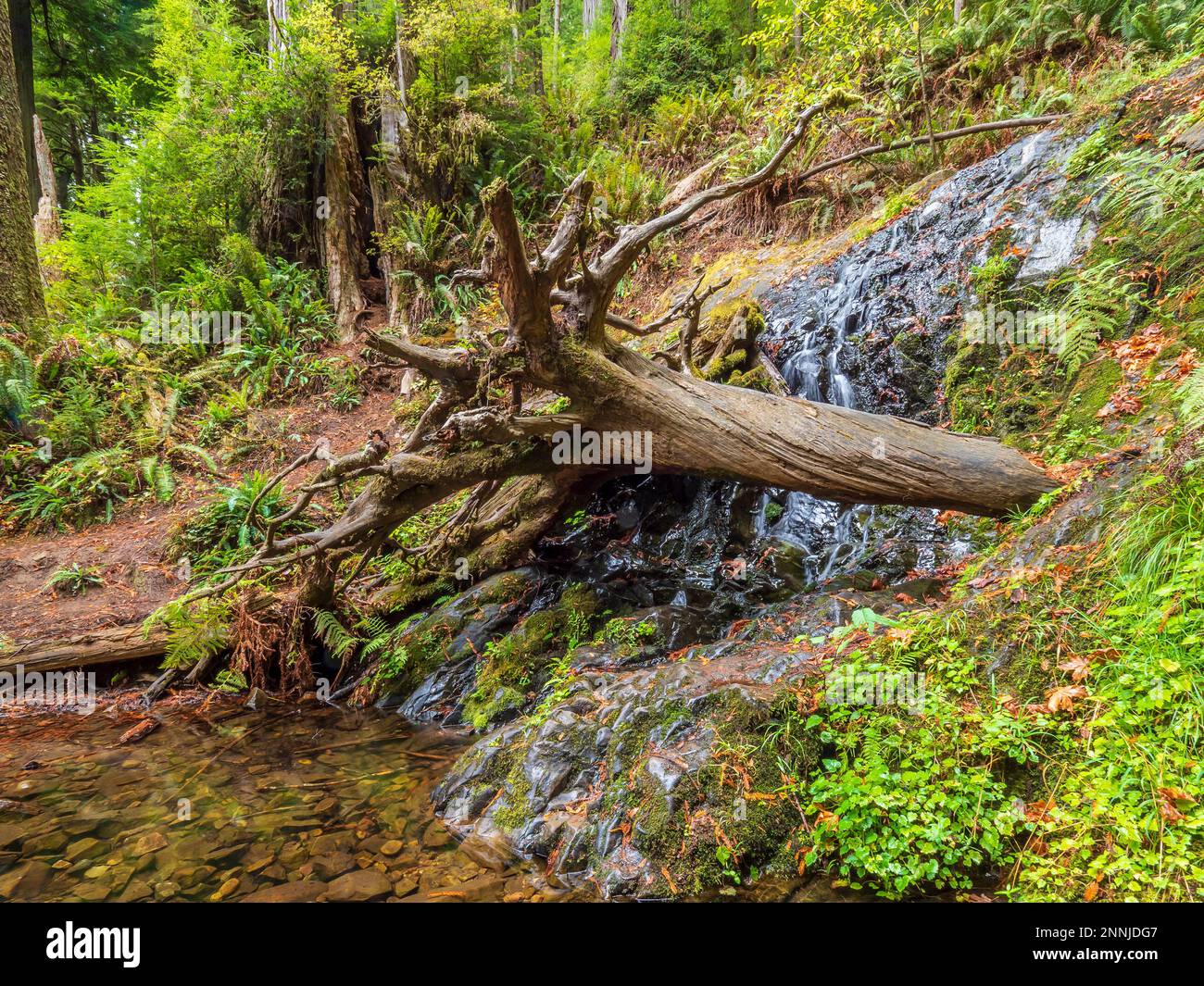 Fern Falls, Boy Scout Trail, Jedediah Smith Redwoods State Park ...