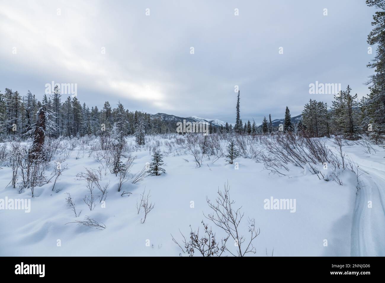 Winter time wilderness landscape views in boreal forest of Canada Stock ...