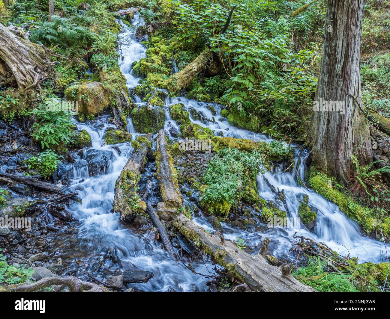 Wahkeena Creek below Fairy Falls, Columbia River Gorge National Scenic ...
